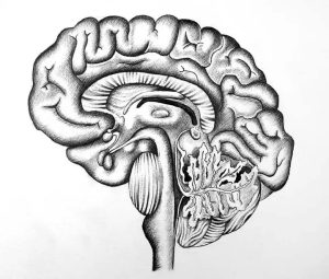 12 Easy Brain Drawings With Step by Step Guides - The Julie Art