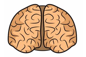 12 Easy Brain Drawings With Step by Step Guides - The Julie Art