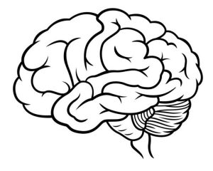 12 Easy Brain Drawings With Step by Step Guides - The Julie Art