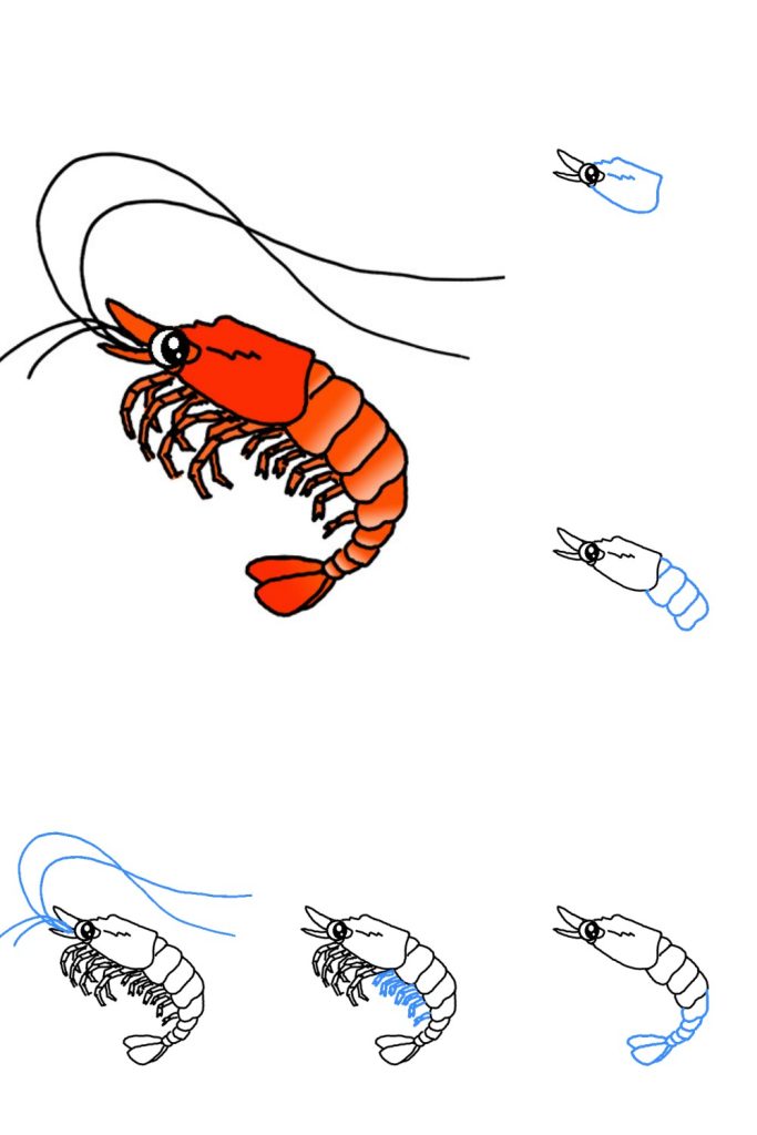 15 Shrimp Drawing Ideas For Marine Lovers - The Julie Art