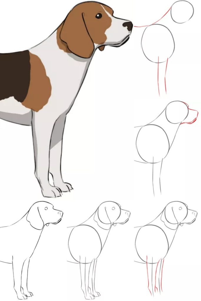 15 Easy Beagle Drawing Ideas For Kids To Draw - The Julie Art